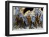 'Graveyard Point Plume Agate, Oregon' Photographic Print - Darrell ...