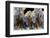 'Graveyard Point Plume Agate, Oregon' Photographic Print - Darrell ...