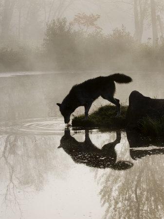 'Gray Wolf (Canis Lupus) Drinking in the Fog, Reflected in the Water ...