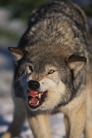 Wolf Snarling