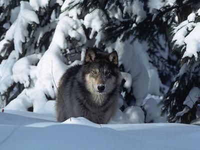 'Gray Wolf Standing in Snow Covered Landscape' Photographic Print ...