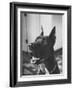 'Great Dane Belonging to Governor William Stratton' Photographic Print ...