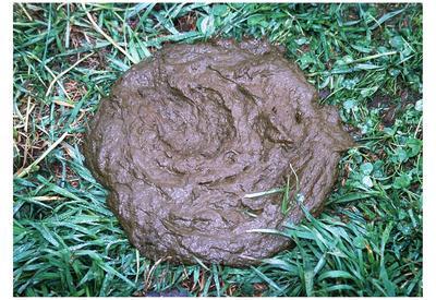 'Great Gag Gift (Pile of Poop on Grass) Art Poster Print' Prints ...