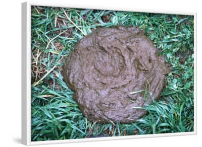 'Great Gag Gift (Pile of Poop on Grass) Art Poster Print' Prints ...