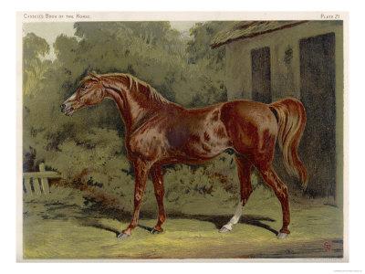 'Great-Grandson of "Darley Arabian" Raced 1769-1770 in 18 Races All of ...