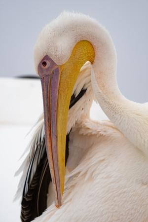 'Great White Pelican Portrait in Walvis Bay Namibia Africa ...