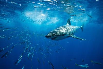 'Great White Shark Guadalupe Island Mexico White Shark Big Fish ...