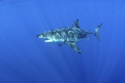 'Great White Shark Heavily-Scarred on Side' Photographic Print ...