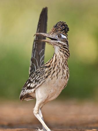 'Greater Roadrunner, Texas, USA' Photographic Print - Larry Ditto ...