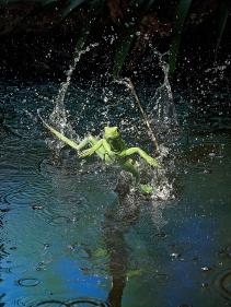 'Green Basilisk or Plumed Basilisk Running on Water (Basiliscus ...