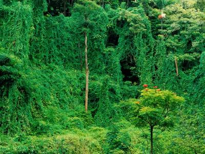 African tulip tree growing in lush rain forest, Hakalau Gulch, Big ...