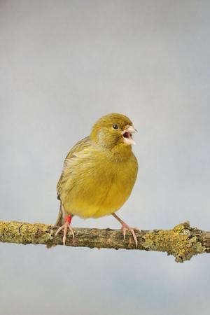 'Green Fife Canary Front View Singing, Captive Bred' Photographic Print ...