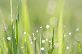 'Green Grass' Posters - Yanika | AllPosters.com