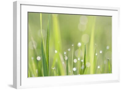 'Green Grass' Posters - Yanika | AllPosters.com
