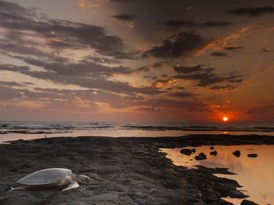 'Green Sea Turtle at Sunset, Honokohau Bay, Hawaii, USA' Photographic ...