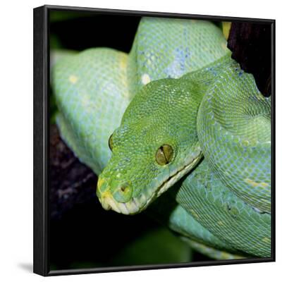 'Green Tree Python' Photographic Print | AllPosters.com