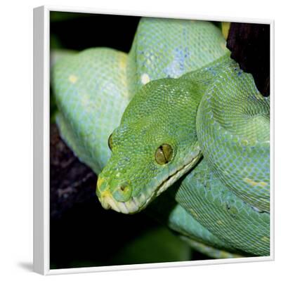 'Green Tree Python' Photographic Print | AllPosters.com