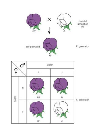 'Gregor Mendel's Law of Segregation. Heredity, Genetics' Prints ...