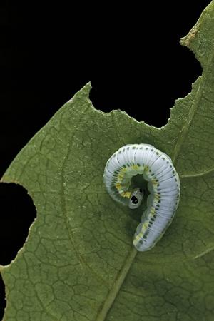 Glasswing Butterfly Caterpillar