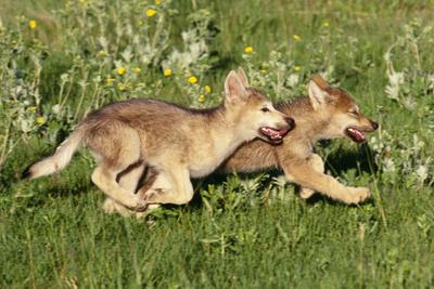 'Grey Wolf Pups Running in Meadow' Photographic Print | AllPosters.com