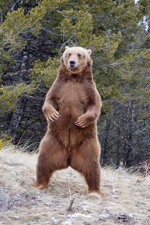'Grizzly Bear (Ursus arctos horribilis) adult, standing on hind legs ...