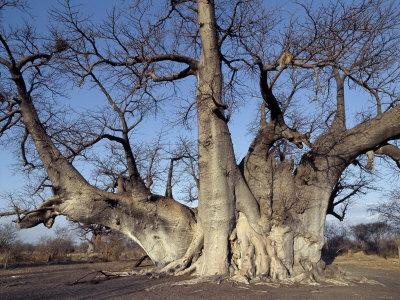 'Grootboom Baobab Tree in Bushman Country Near Tsumkwe' Photographic ...