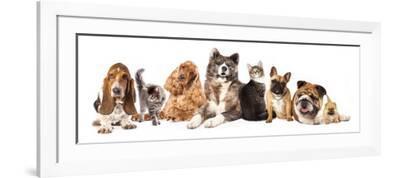 'Group of Dogs and Cat Different Breeds, Cat and Dog' Photographic ...