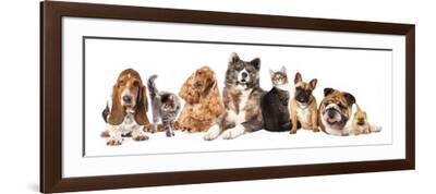 'Group of Dogs and Cat Different Breeds, Cat and Dog' Photographic ...