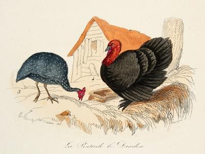 Guinea Fowl and Turkey, 18Th Century (Engraving) Giclee Print ...