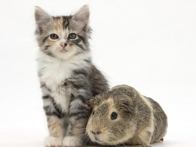 'Guinea Pig and Maine Coon-Cross Kitten, 7 Weeks' Photographic Print ...