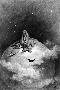 'Illustration from Edgar Allan Poe's 'The Raven', 1882' Giclee Print ...