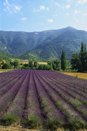 'Crop of Lavender, Le Plateau De Sault, Provence, France' Photographic ...