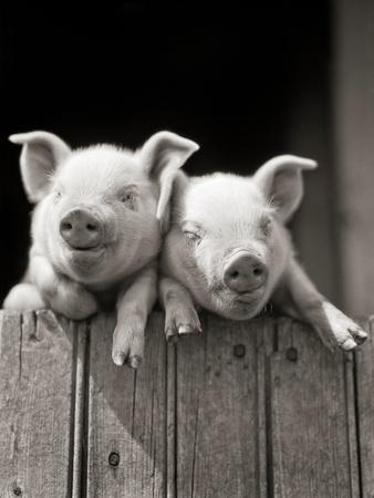 1920s TWO CUTE POLAND CHINA PIG Sus scrofa domesticus PIGLETS PEEKING ...