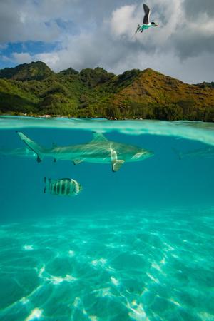 'Half Water Half Land, Sharks and Fish Swimming in the Pacific Ocean ...