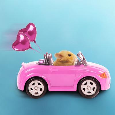 'Hamster Driving Miniature Sports Convertible Car' Photographic Print ...