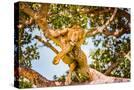 'Hanging Lions in the Ishasha sector, Queen Elizabeth National Park ...