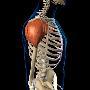 'Deltoid muscles isolated in lateral view with human skeleton anatomy ...