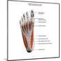 'Ligaments and muscles of the human foot, planar view of the sole with ...