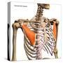Pectoralis minor muscles isolated in anterior view with human skeletal ...
