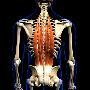 The erector spinae muscles of the human back with skeletal anatomy, on ...