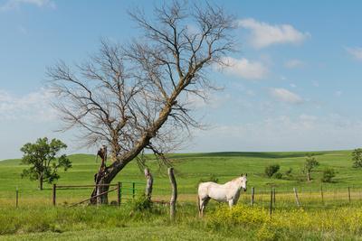 'Horse' Photographic Print - Hank Shiffman | AllPosters.com
