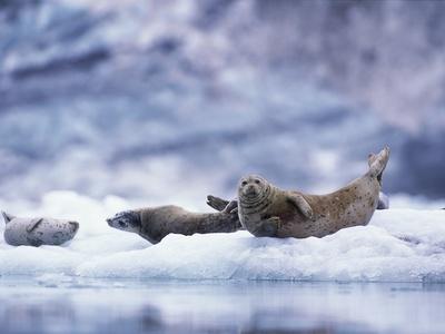 'Harbor Seals on Iceberg in Glacier Bay National Park' Photographic ...