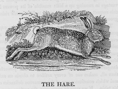 'Hare' Posters | AllPosters.com