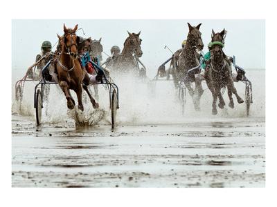'Harness Racing' Posters | AllPosters.com