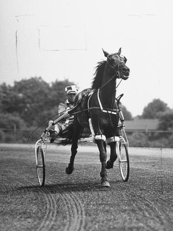 'Harness Racing' Photographic Print | AllPosters.com