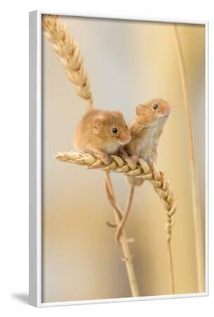 'Harvest Mice (Micromys Minutus) On Wheat Stems, Devon, UK ...