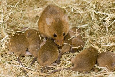 Field Mouse Nest
