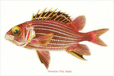 'Hawaiian Fish, Alaihi' Print | AllPosters.com