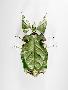 'Wandering Leaf, Phyllium Giganteum, , Green, Female, Animal, Insect ...