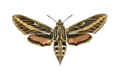 'Hawk Moth (Celerio Lineata), Sphinx Moth, Insects' Prints ...